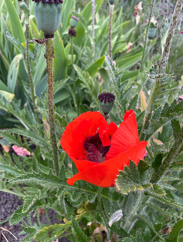 Klaproos | Papaver rhoeas - Volbord
